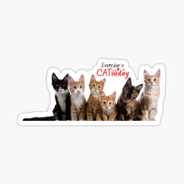 "Everyday is Caturday" Sticker for Sale by FCapple | Redbubble