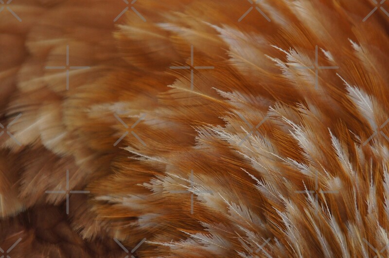 "Feather Wave" by Kirstyshots | Redbubble