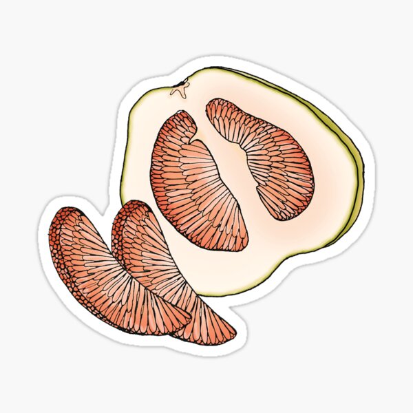 "Pomelos" Sticker for Sale by Food-By-EmilyW | Redbubble