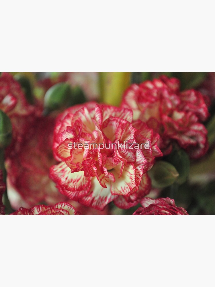 "Carnation" Poster for Sale by steampunklizard | Redbubble