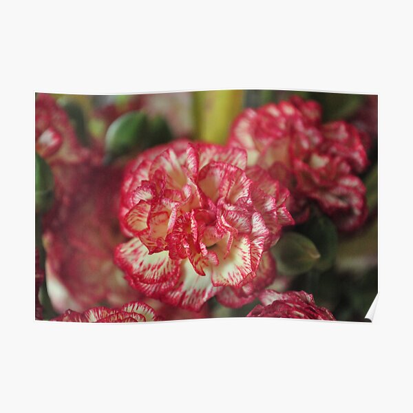 "Carnation" Poster for Sale by steampunklizard | Redbubble