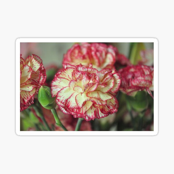 "Carnation" Sticker for Sale by steampunklizard | Redbubble