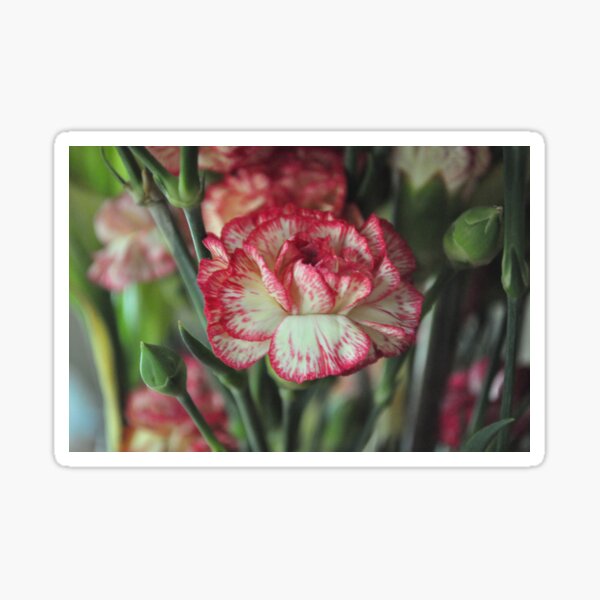 "Carnation" Sticker for Sale by steampunklizard | Redbubble