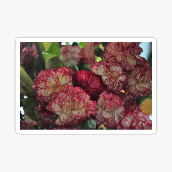 "Carnation" Sticker for Sale by steampunklizard | Redbubble