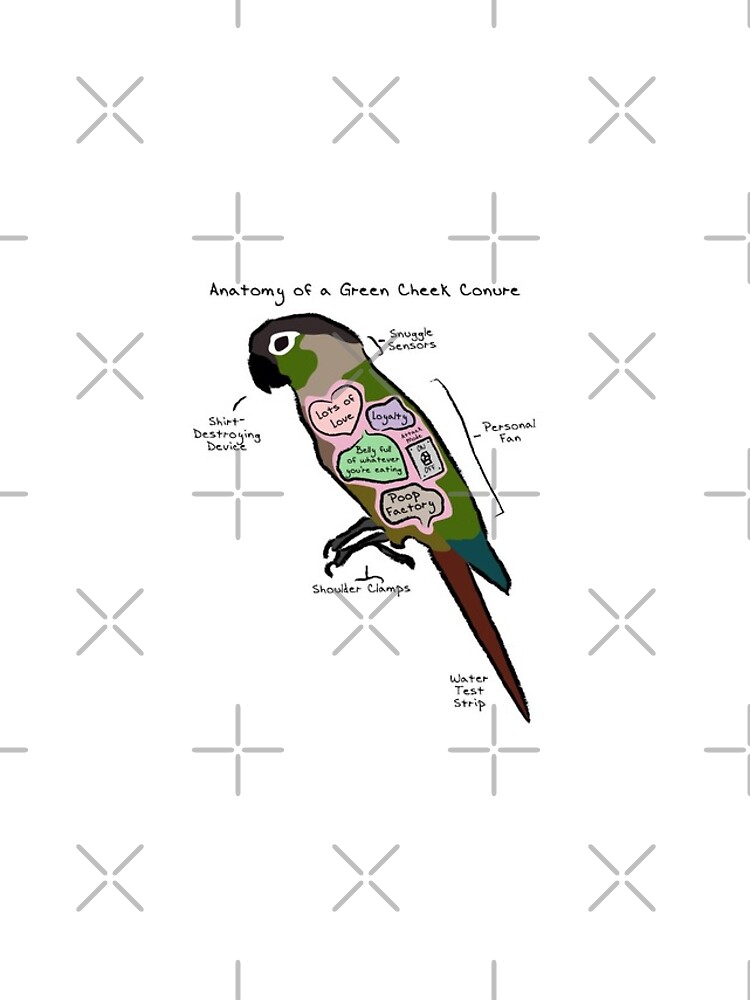 "Anatomy of a Green Cheek Conure" iPhone Case for Sale by ...