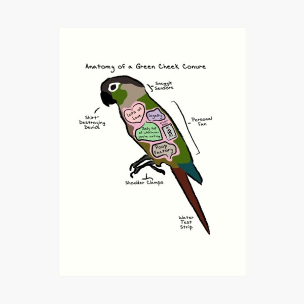 "Anatomy of a Green Cheek Conure" Art Print by MommySketchpad | Redbubble
