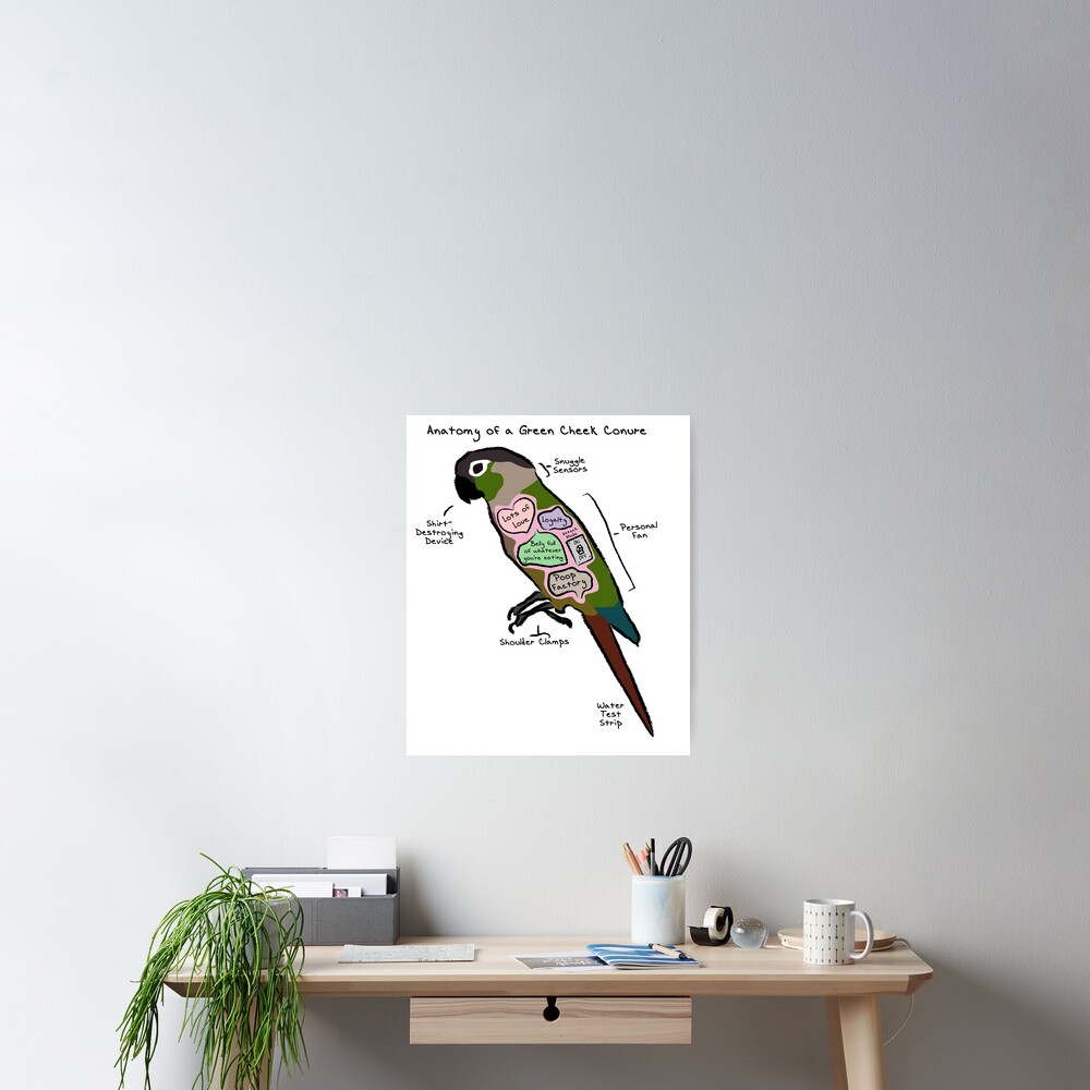 "Anatomy of a Green Cheek Conure" Poster for Sale by MommySketchpad ...