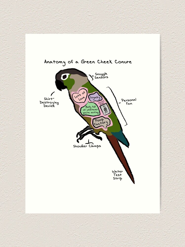 "Anatomy of a Green Cheek Conure" Art Print by MommySketchpad | Redbubble