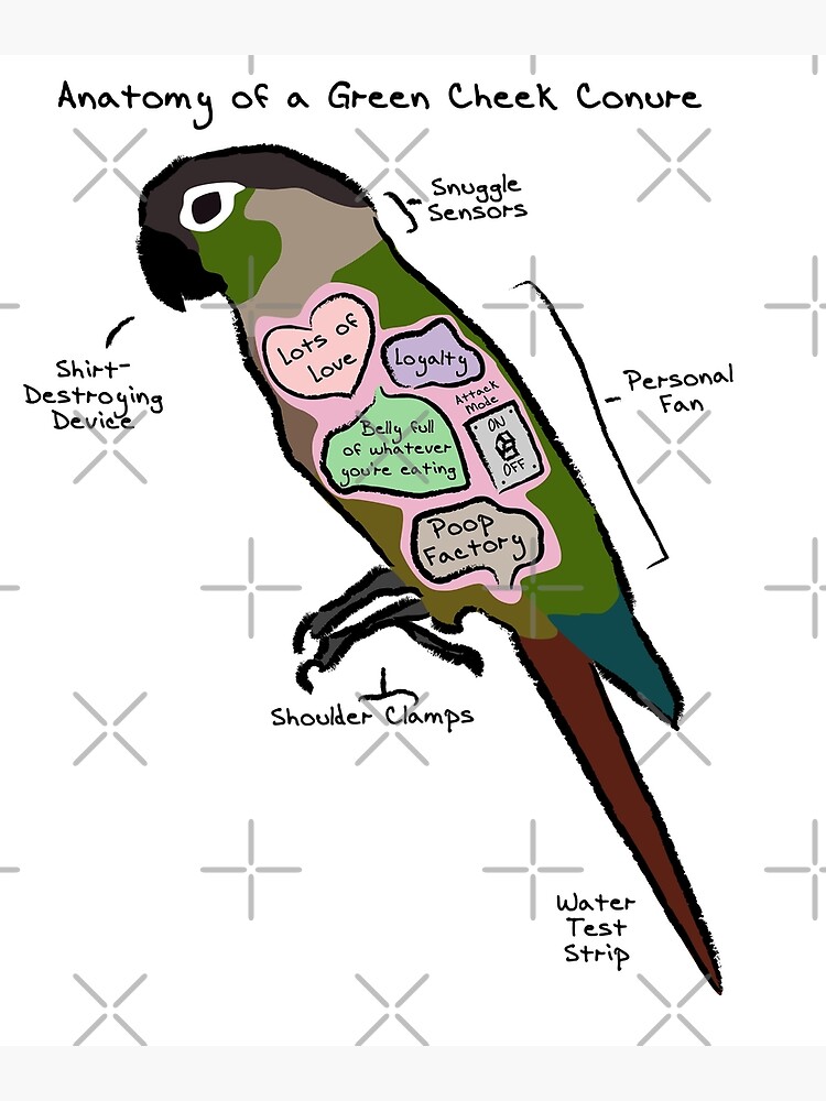 "Anatomy of a Green Cheek Conure" Art Print by MommySketchpad | Redbubble