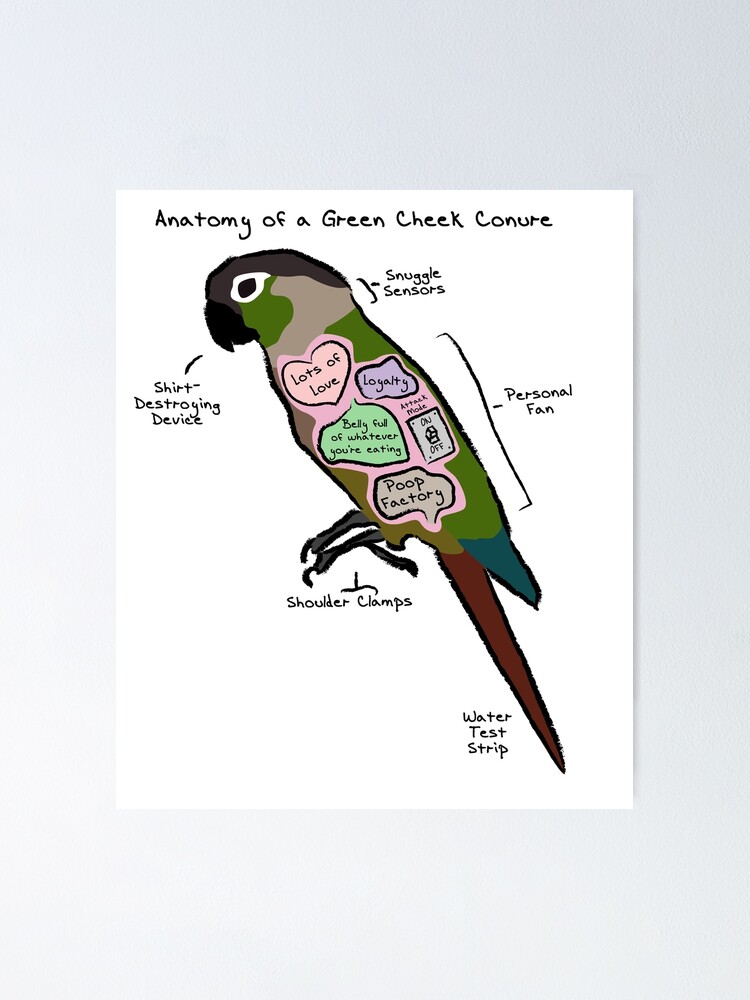 "Anatomy of a Green Cheek Conure" Poster for Sale by MommySketchpad ...