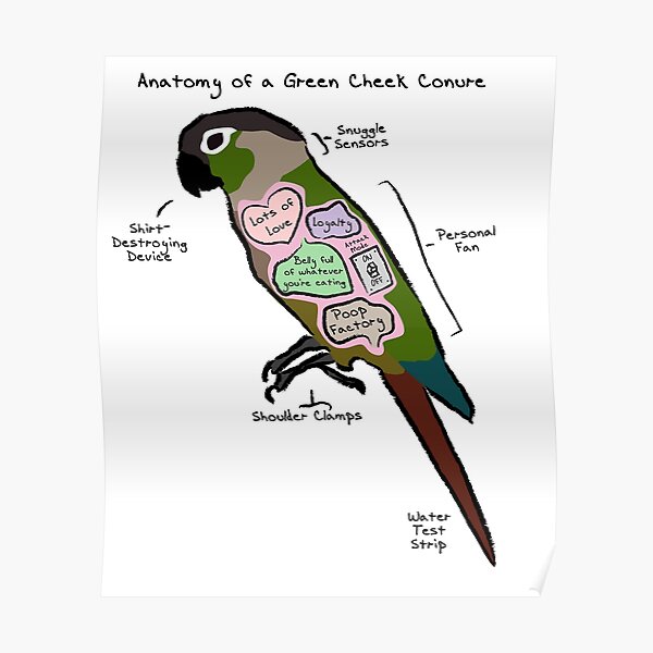 "Anatomy of a Green Cheek Conure" Poster for Sale by MommySketchpad ...