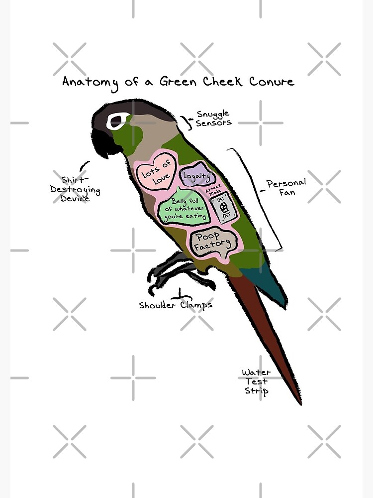 "Anatomy of a Green Cheek Conure" Spiral Notebook for Sale by ...