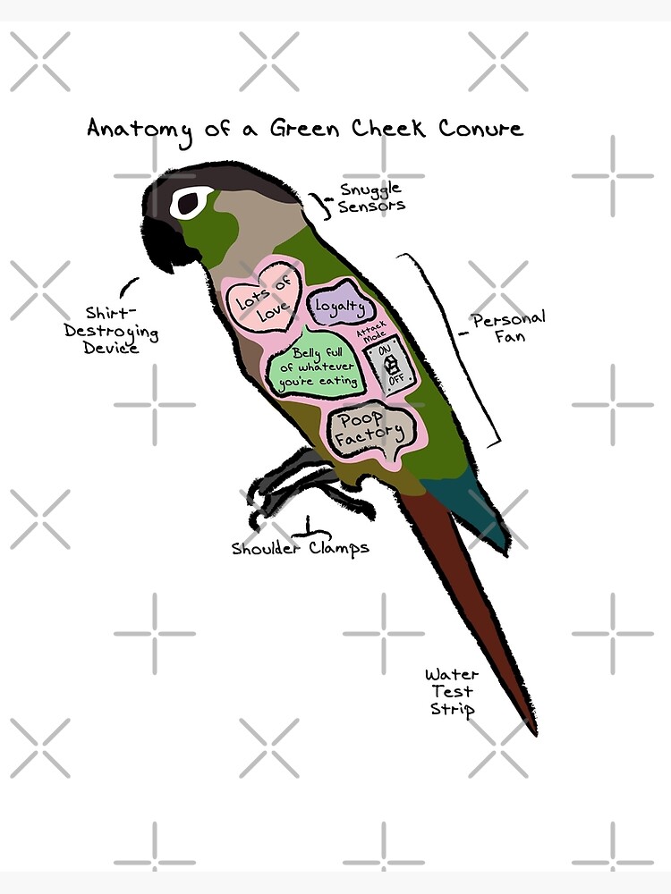 "Anatomy of a Green Cheek Conure" Art Board Print for Sale by ...