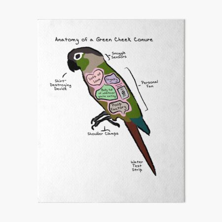 "Anatomy of a Green Cheek Conure" Art Board Print by MommySketchpad ...