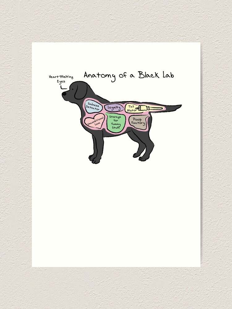 "Anatomy of a Black Lab" Art Print for Sale by MommySketchpad | Redbubble