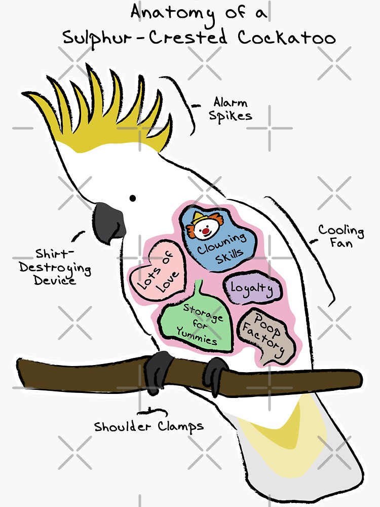 "Anatomy of a Sulphur-Crested Cockatoo" Sticker for Sale by ...