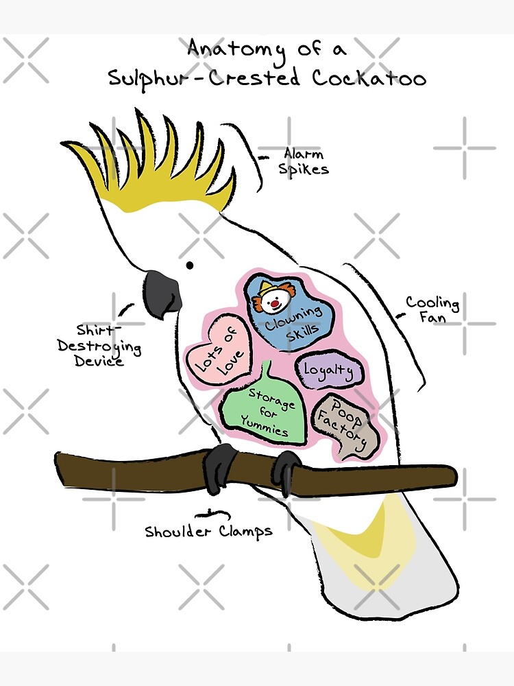 Cockatoo Anatomy