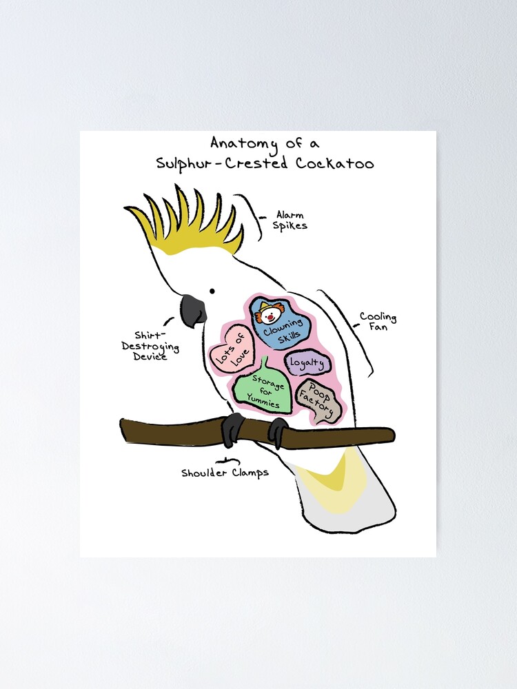 "Anatomy of a Sulphur-Crested Cockatoo" Poster for Sale by ...