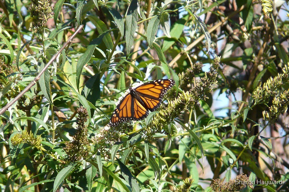 "Monarch Butterfly, State Butterfly of Alabama, Idaho, Illinois ...
