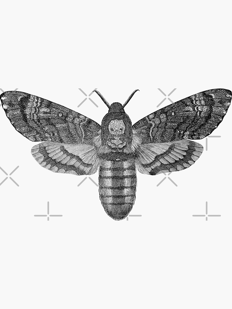 "Death's head Hawk Moth" Sticker for Sale by clairebdesign | Redbubble