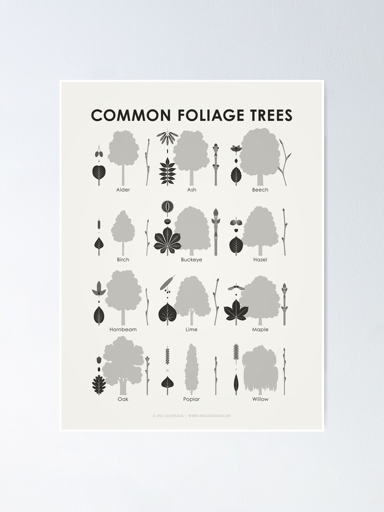 "Common Foliage or Deciduous Trees Identification ID Chart" Poster for ...