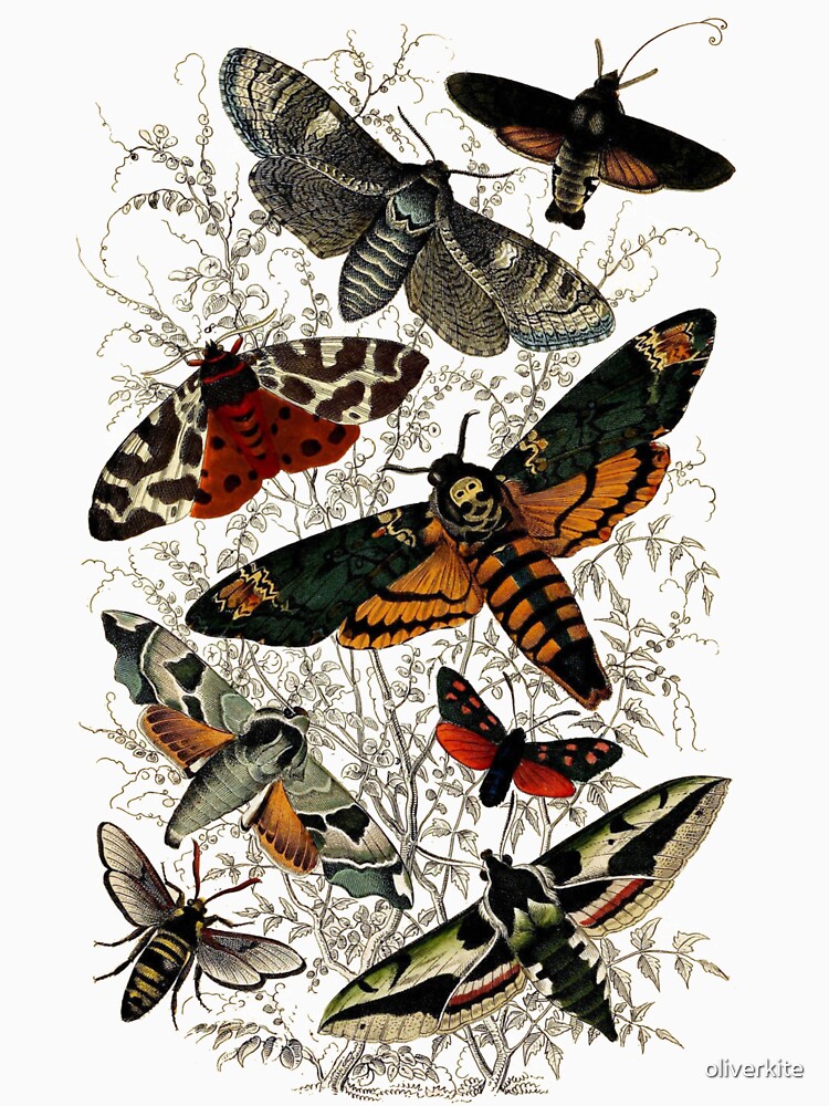 "Victorian Moth Insects illustration" Essential T-Shirt for Sale by ...