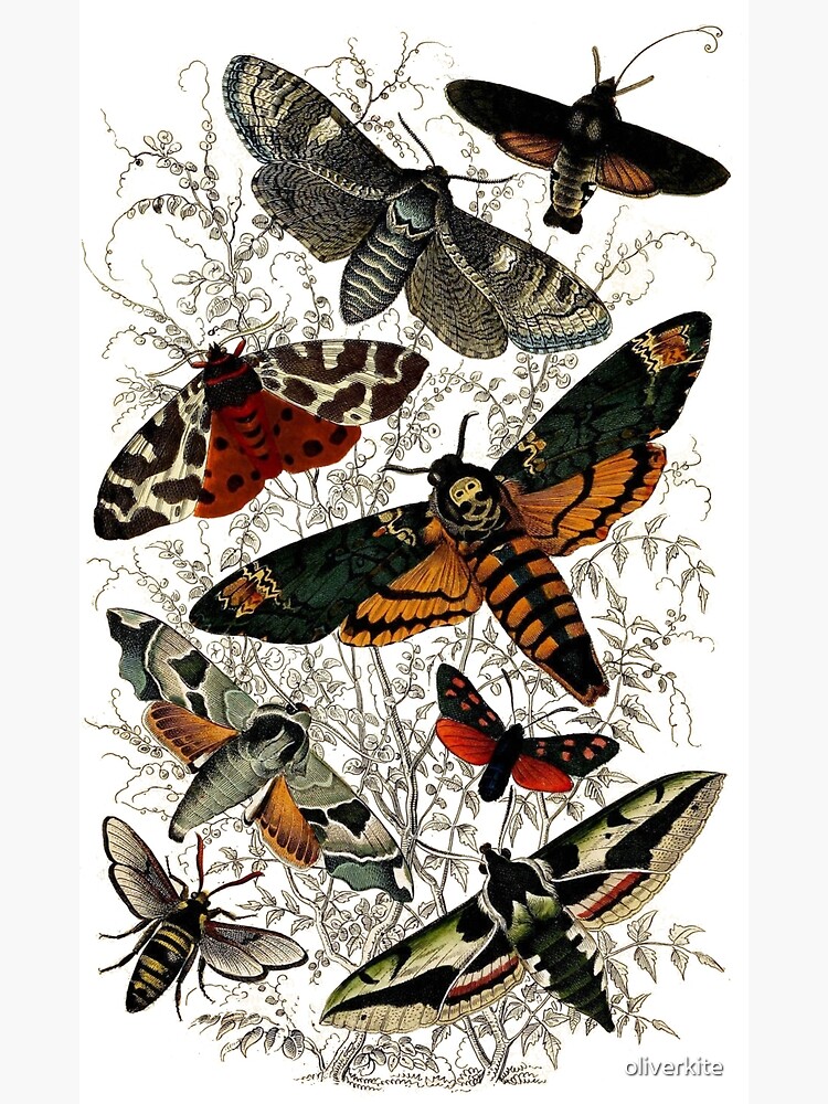 "Victorian Moth Insects illustration" Art Print for Sale by oliverkite ...