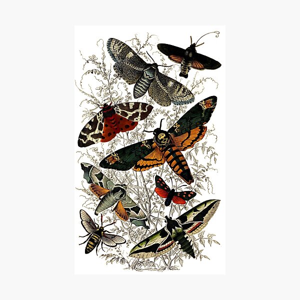 "Victorian Moth Insects illustration" Photographic Print for Sale by ...