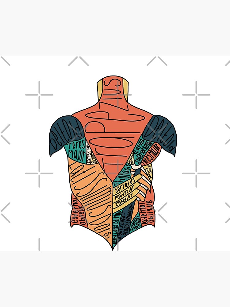 "Labeled Back Muscle Anatomy " Poster for Sale by KatherineWinner ...