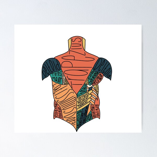 "Labeled Back Muscle Anatomy " Poster for Sale by KatherineWinner ...