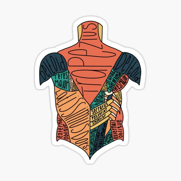 "Labeled Back Muscle Anatomy " Sticker for Sale by KatherineWinner ...