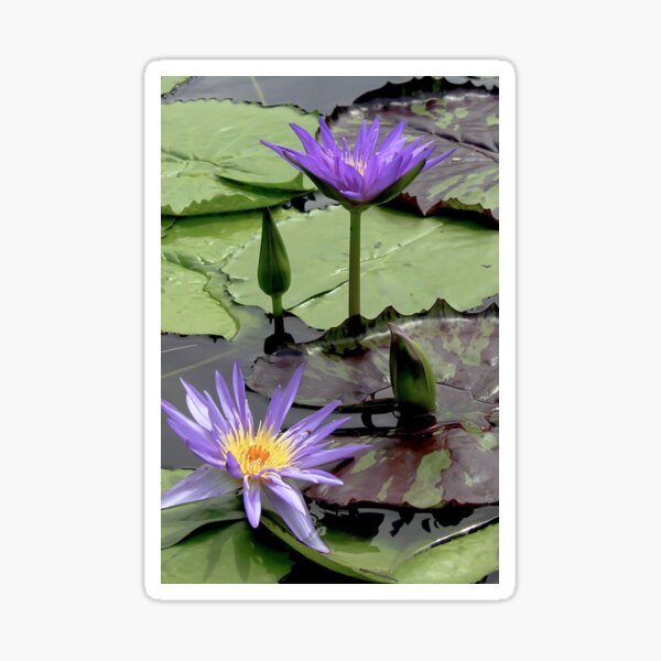 "Lily Pads" Sticker for Sale by fineartimagery | Redbubble