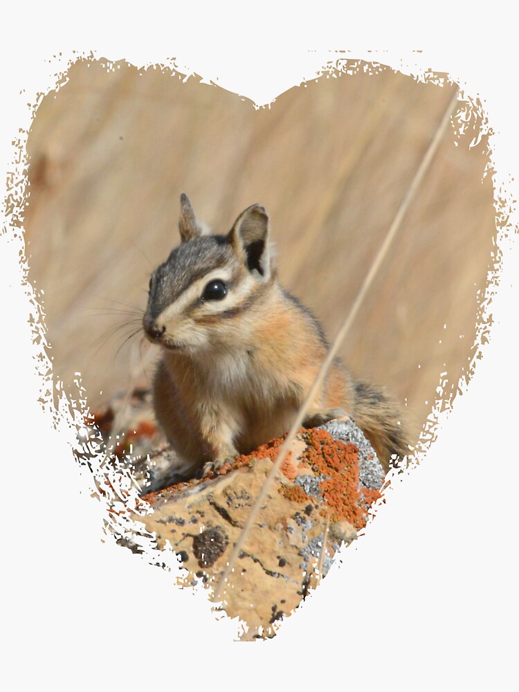 "Chipmunk on the Rocks" Sticker for Sale by Whisperingpeaks | Redbubble