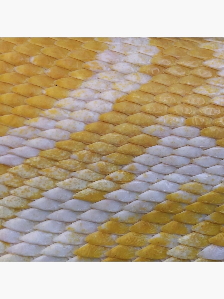 "Snake Pattern - Animal Prints" Sticker for Sale by pirogaa92 | Redbubble