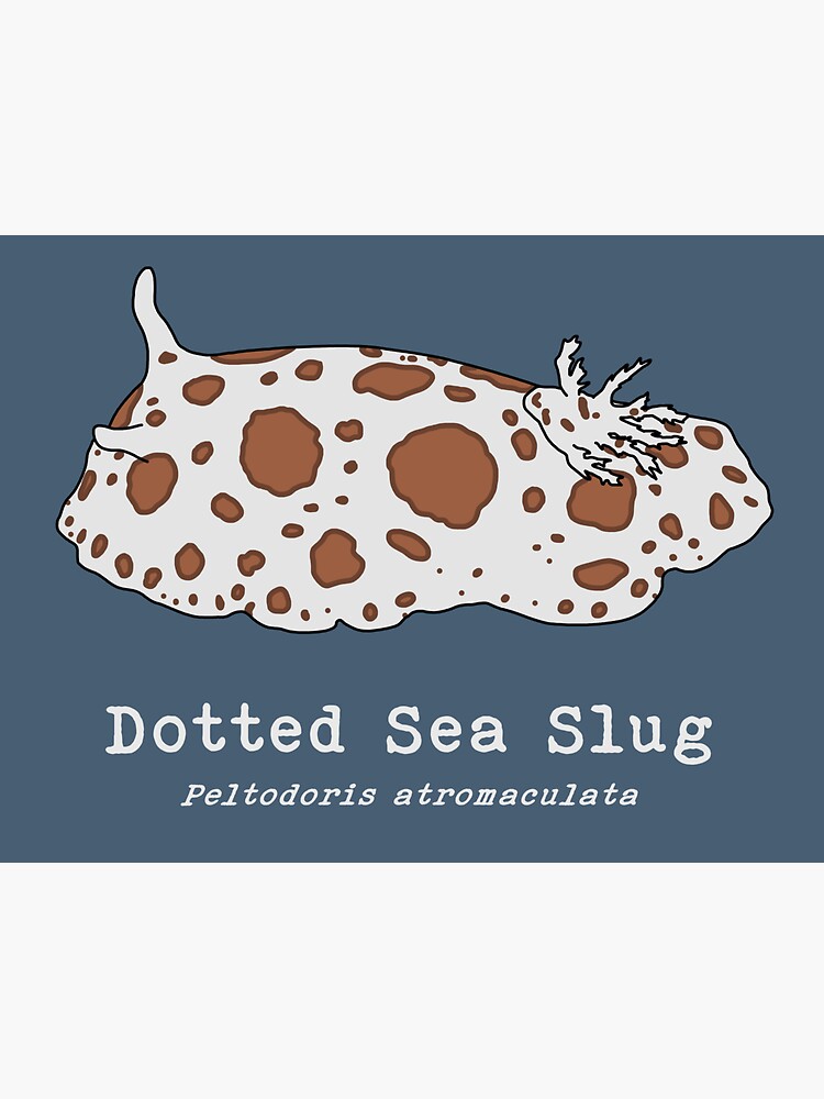 "Dotted Sea Slug with Scientific Name" Sticker for Sale by taylorrowan | Redbubble