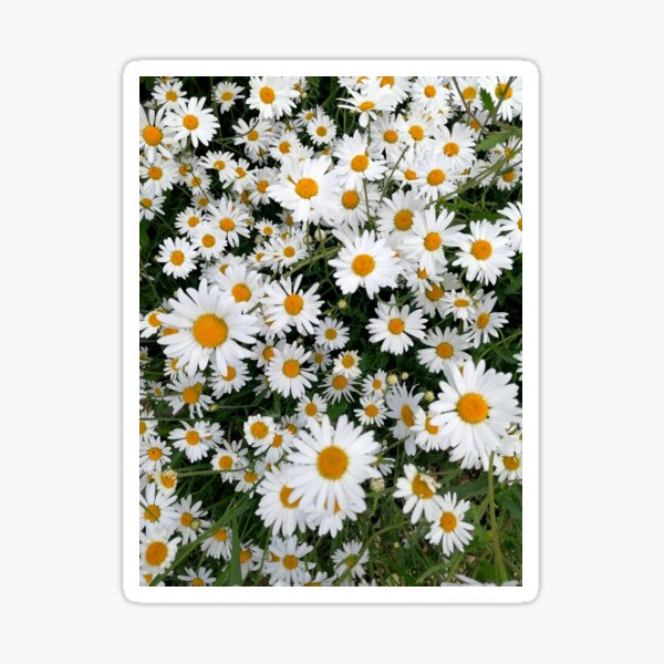 "Daisies" Sticker for Sale by NikiNakiNooNoo | Redbubble