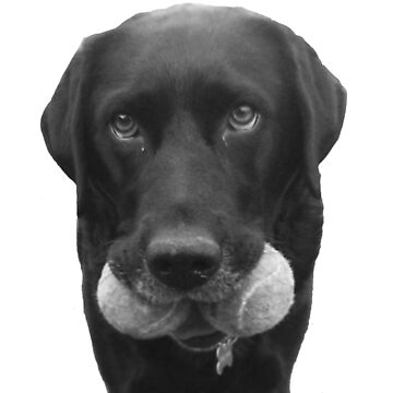 "Black Labrador Balls!" Sticker for Sale by SHARMO | Redbubble