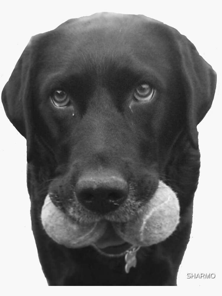 "Black Labrador Balls!" Sticker for Sale by SHARMO | Redbubble