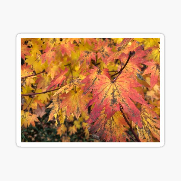 "Fall - the Season of Change" Sticker for Sale by Photomersion | Redbubble