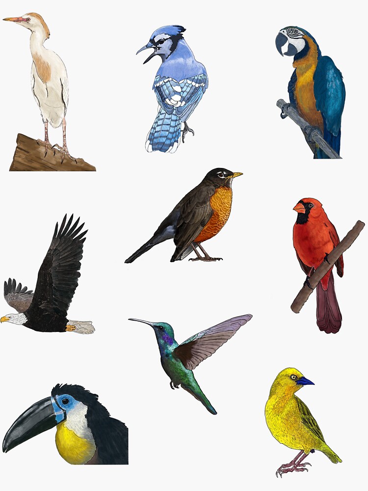 "Nine Bird Illustration Pack" Sticker for Sale by esslev | Redbubble