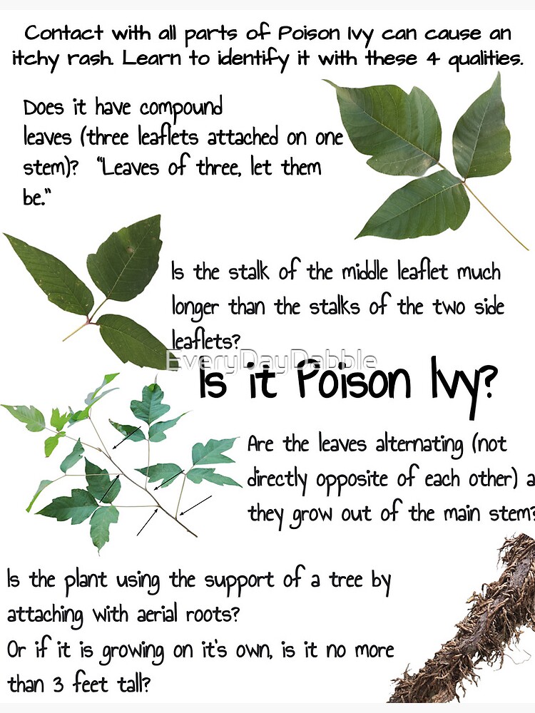 "Is it Poison Ivy Guide - Identify Poison Ivy " Art Print for Sale by ...