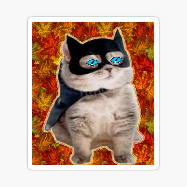 " Cat With Blue Eyes be kind to animals or ill kill you cat lovers cat ...