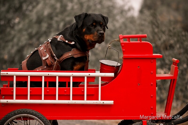 "Rottweiler carting 2009" by Margaret Metcalfe | Redbubble