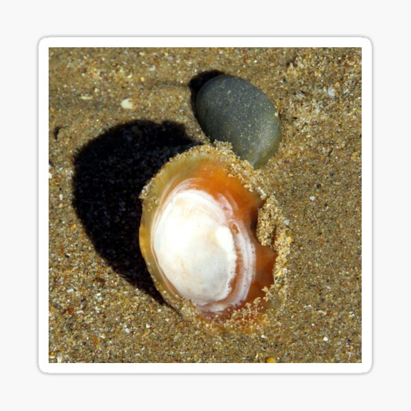 "shell and pebble" Sticker for Sale by KathleenDawson | Redbubble