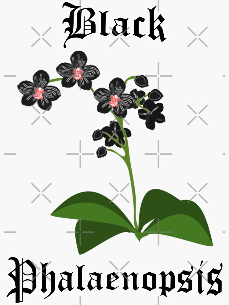 "Black Phalaenopsis – Gothic orchid flowers" Sticker for Sale by ...