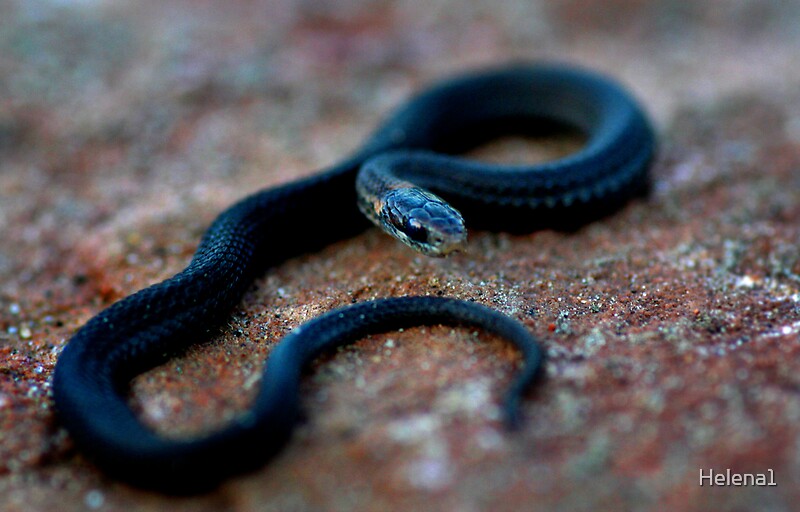 "Baby Northern Red Belly Snake" by Helena1 | Redbubble