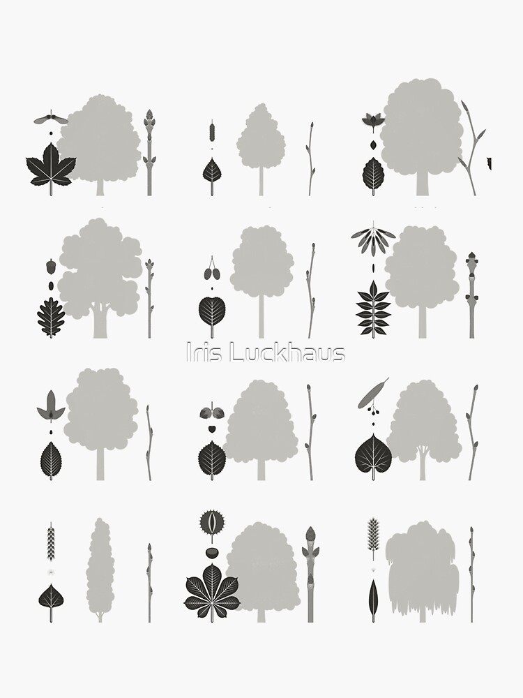"Common Foliage or Deciduous Trees Identification ID Chart" Sticker for ...