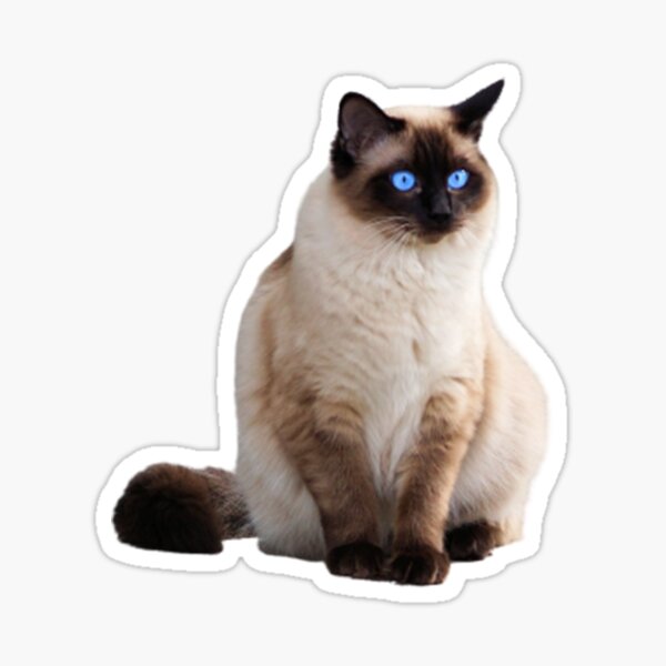"cute cat and cool black and whitte" Sticker for Sale by ayoubelh ...