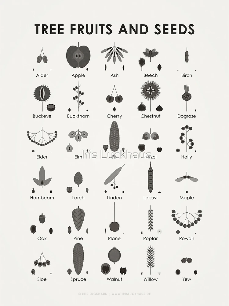 Tree Nut Identification Chart Nuts Around My Farm The Martha Stewart