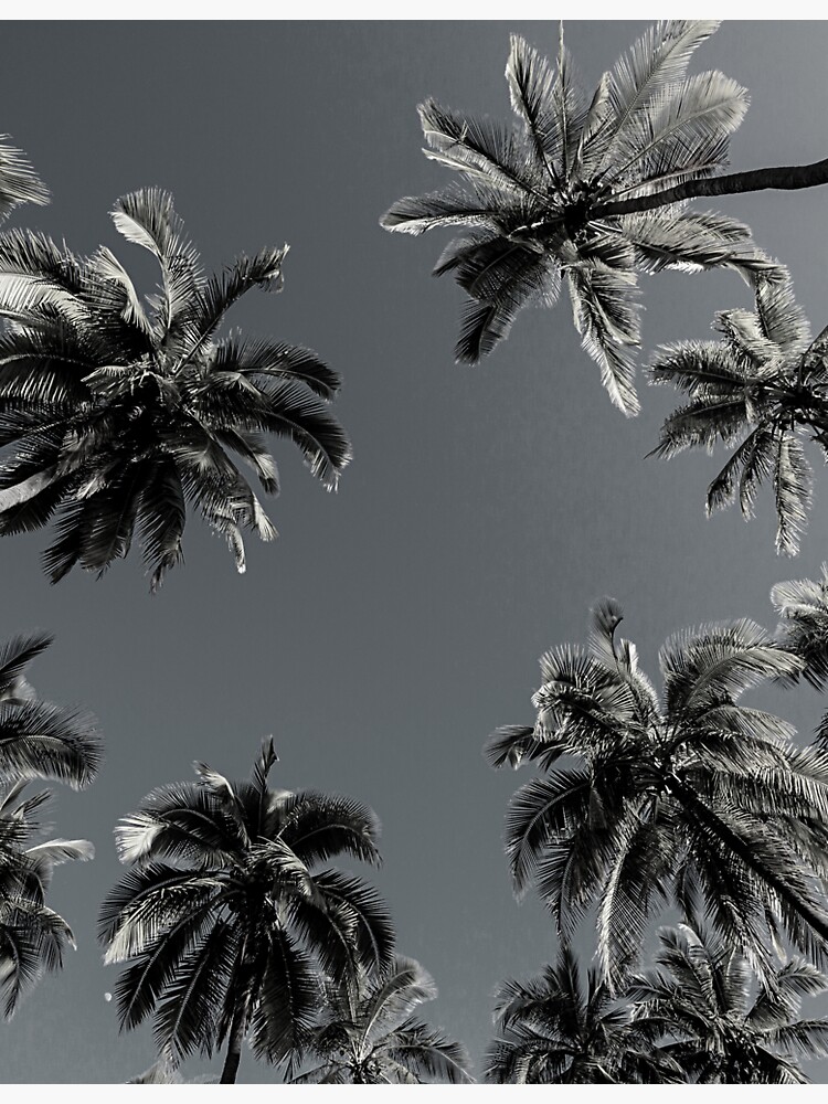 "Palms Black and White" Sticker for Sale by Cilibertis | Redbubble